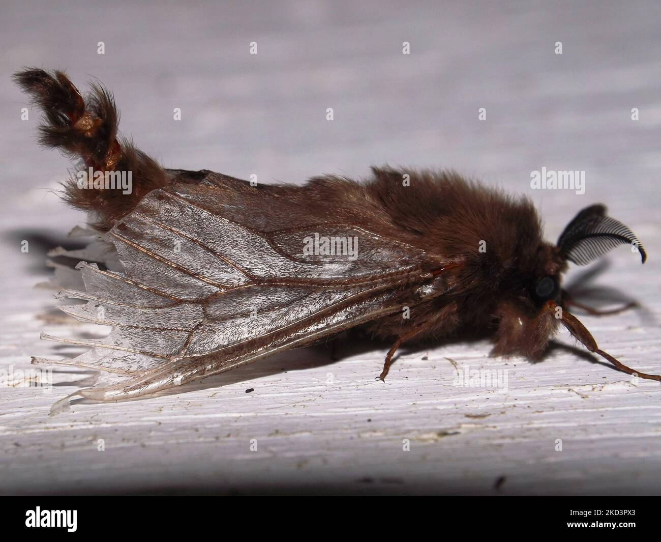tropical moth indeterminate species isolated on a white background from ...