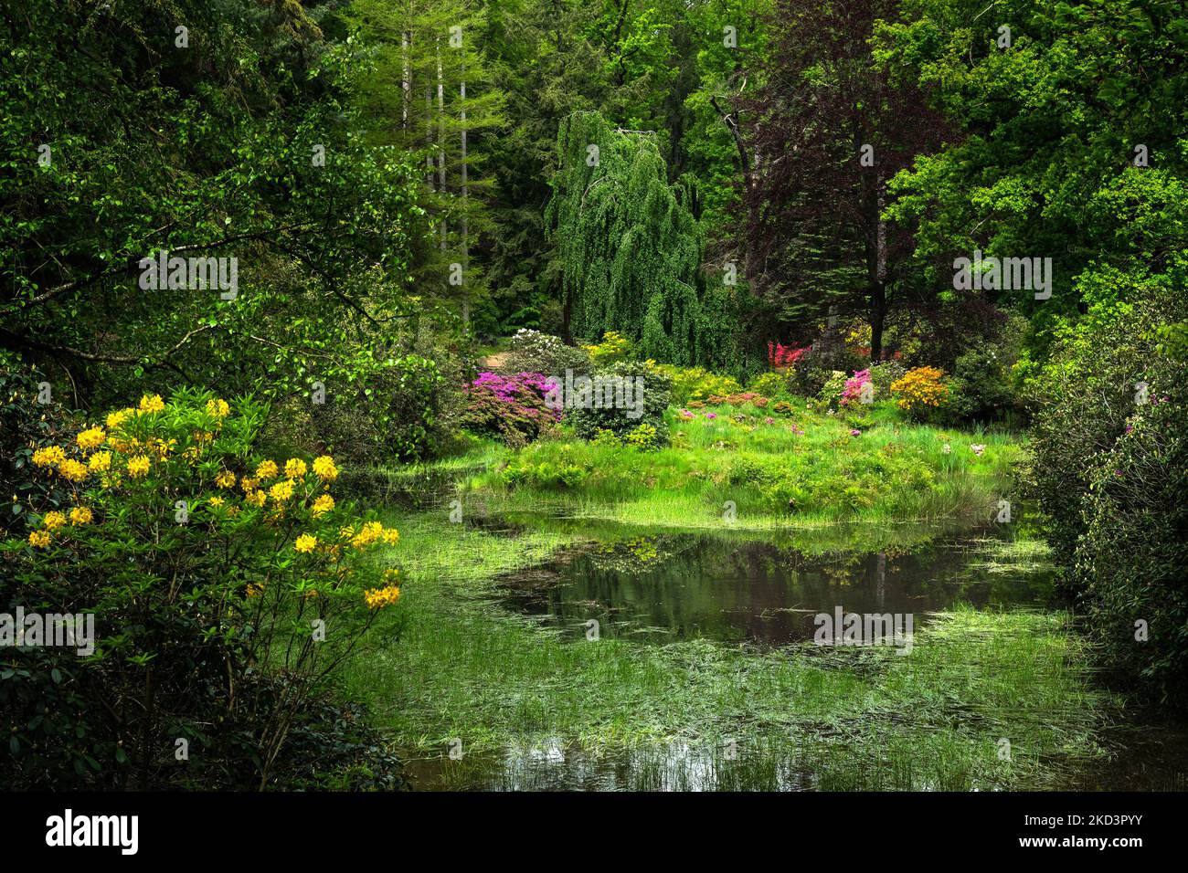 Kromlau rhododendron park, Germany Stock Photo - Alamy