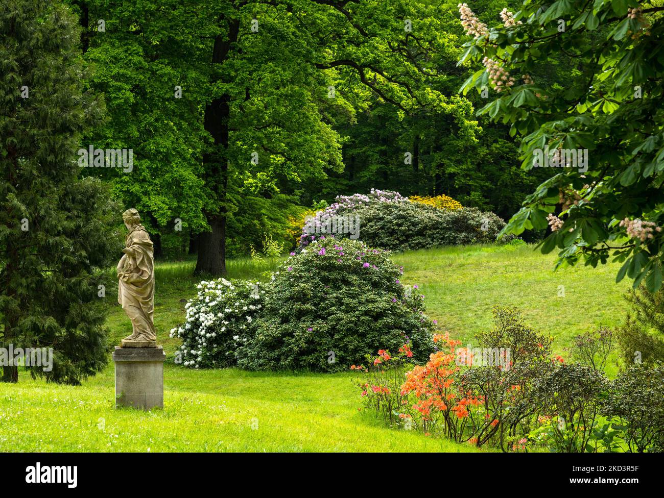 Kromlau rhododendron park, Germany Stock Photo - Alamy