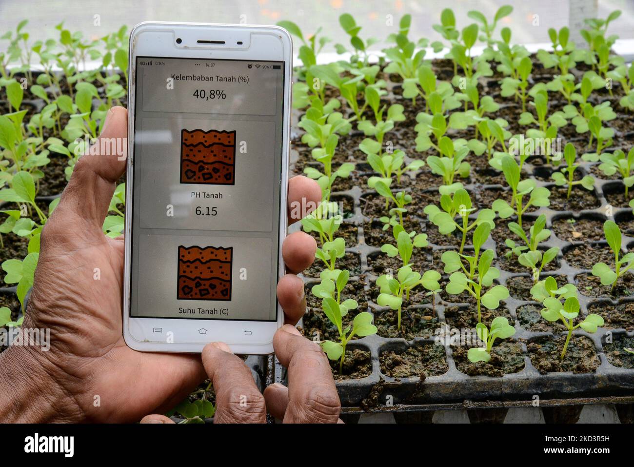 A farmer monitors vegetable growth using agricultural technology App on ...