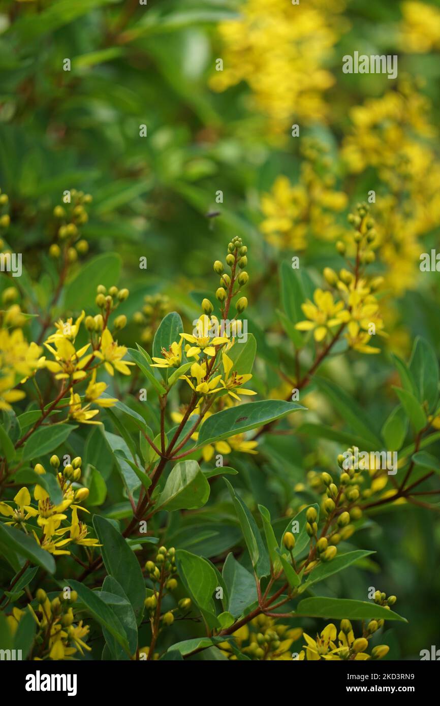 Galphimia glauca (Also called Rain of gold) flower. The plant’s dried ...