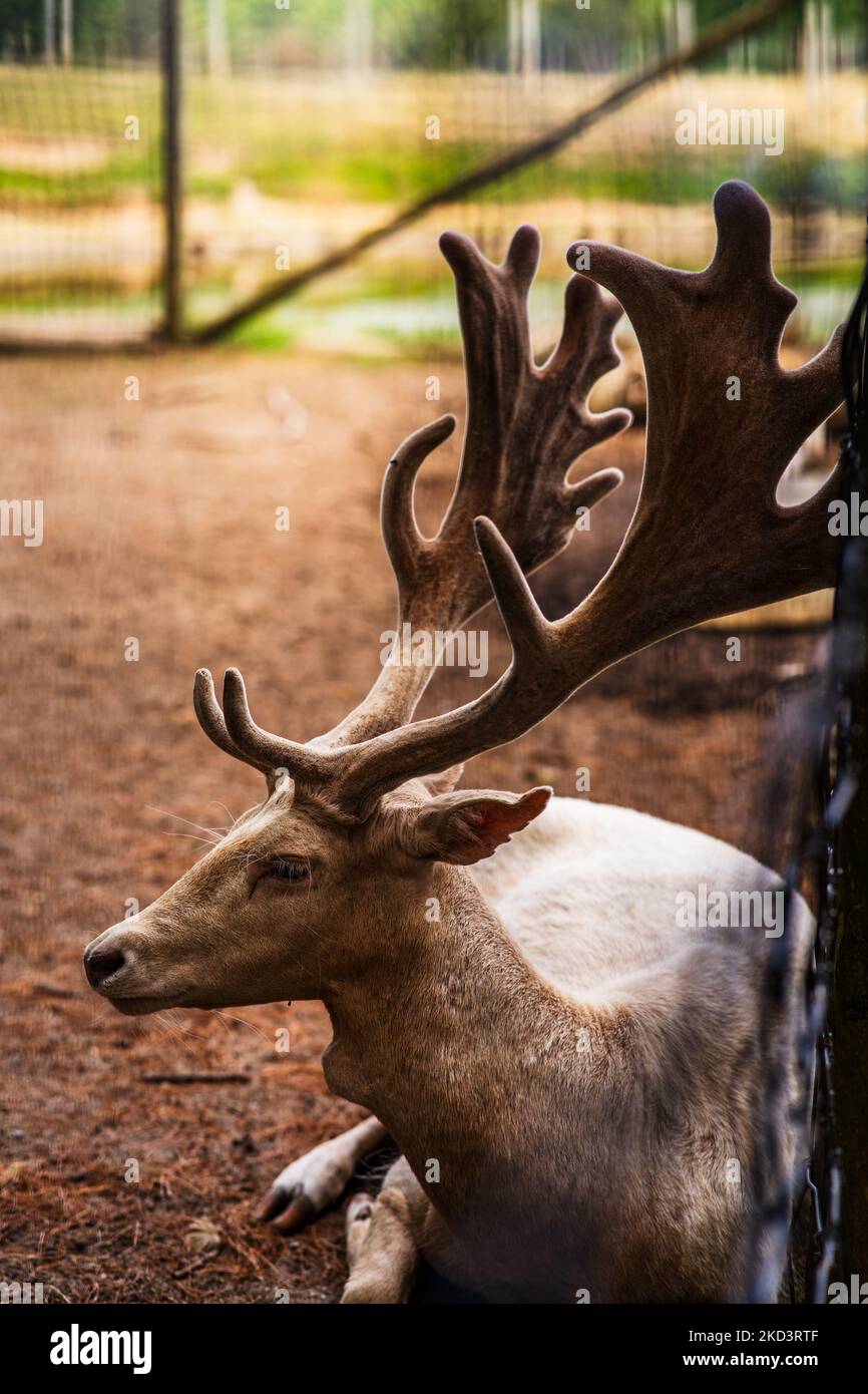 A vertical closeup of a European fallow deer (Dama dama) sitting on the ...