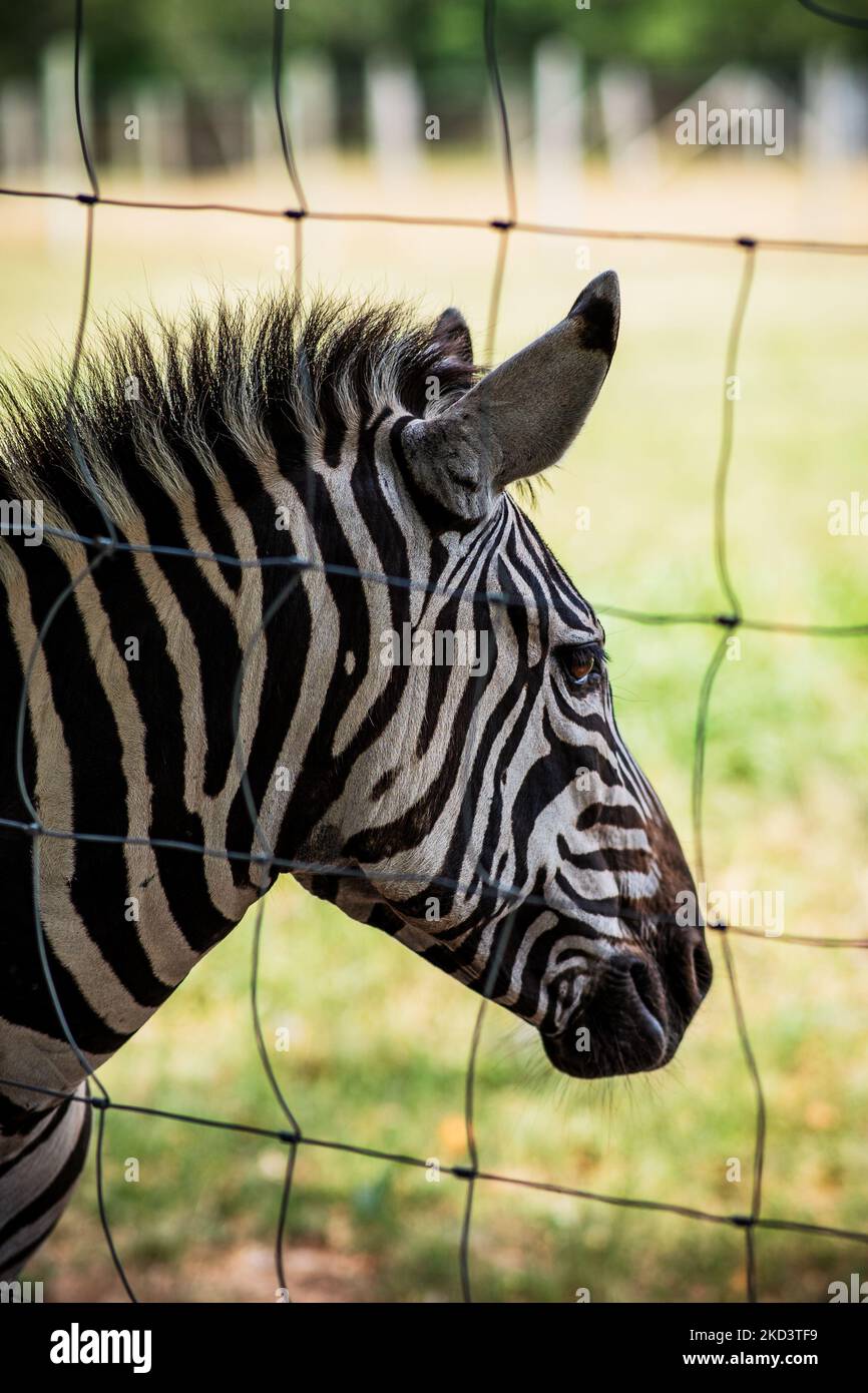 A vertical closeup of the head of a zebra behind a thin metallic fence ...