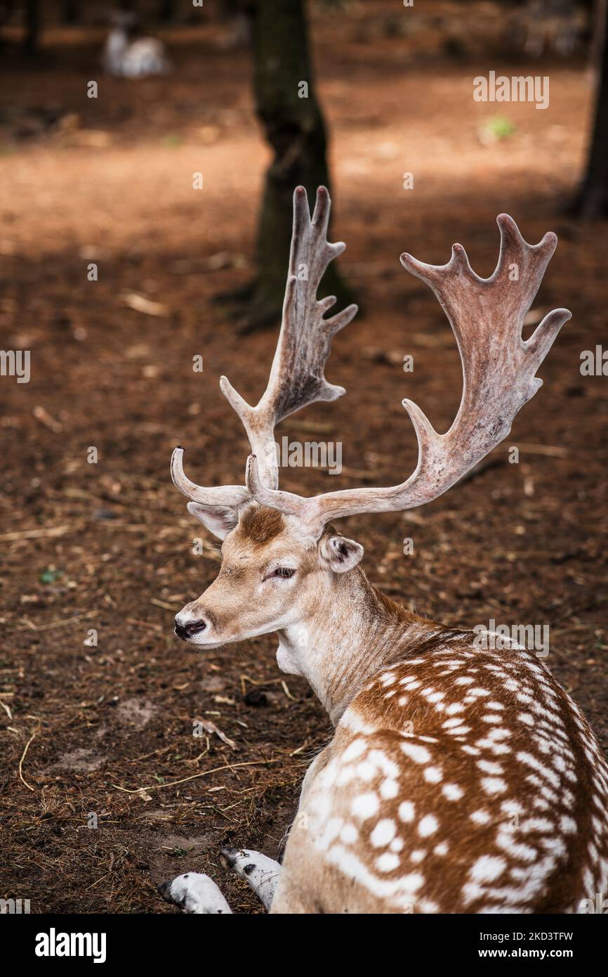 A vertical closeup of a Persian fallow deer (Dama mesopotamica) sitting ...