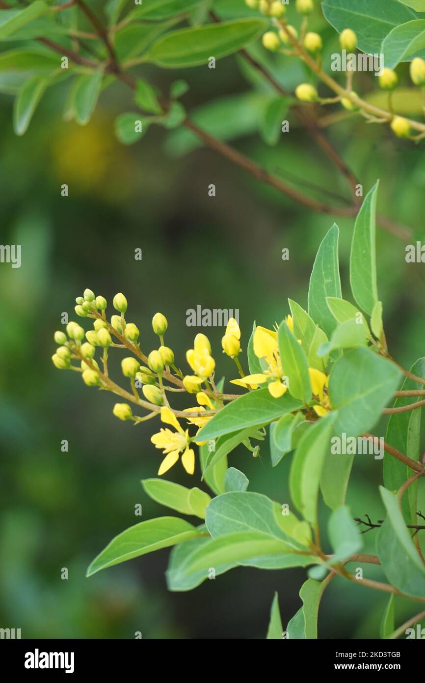 Galphimia glauca (Also called Rain of gold) flower. The plant’s dried ...