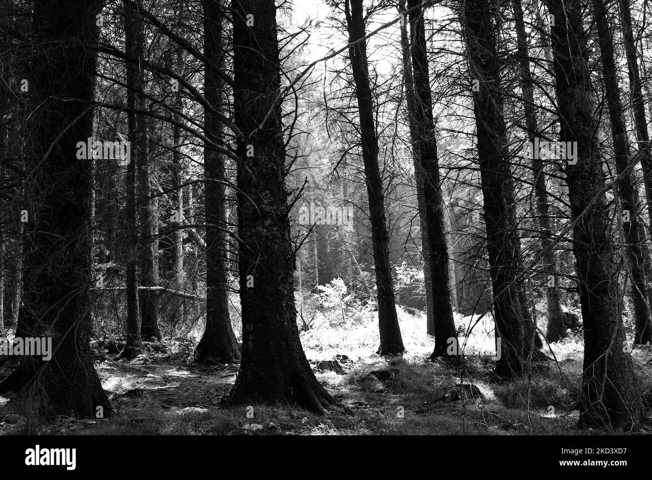 A grayscale of tree trunks in a forest Stock Photo - Alamy