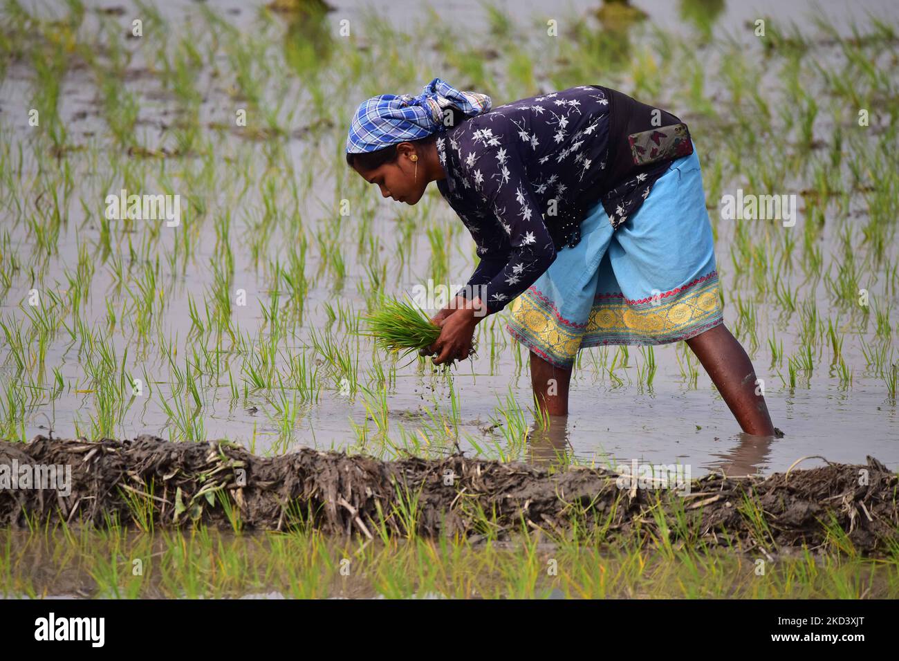 Women plant rice saplings at a paddy field in Nagaon District of Assam ...