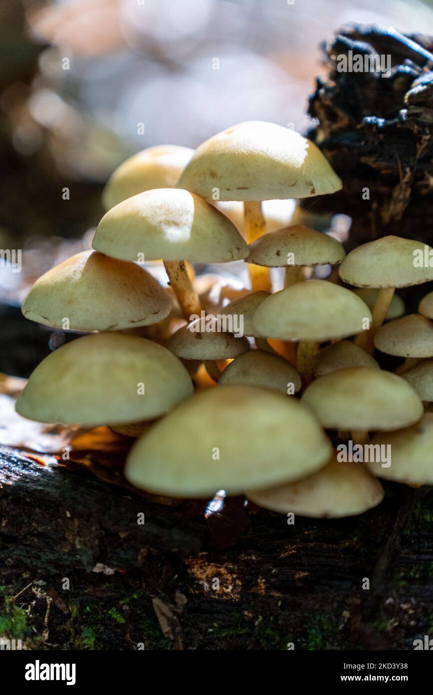 A shallow focus image of death cap washroom Stock Photo - Alamy