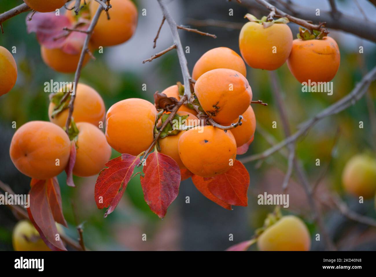 Persimmon tree fresh fruit that is ripened hanging on the branches in plant garden. Juicy fruit ...
