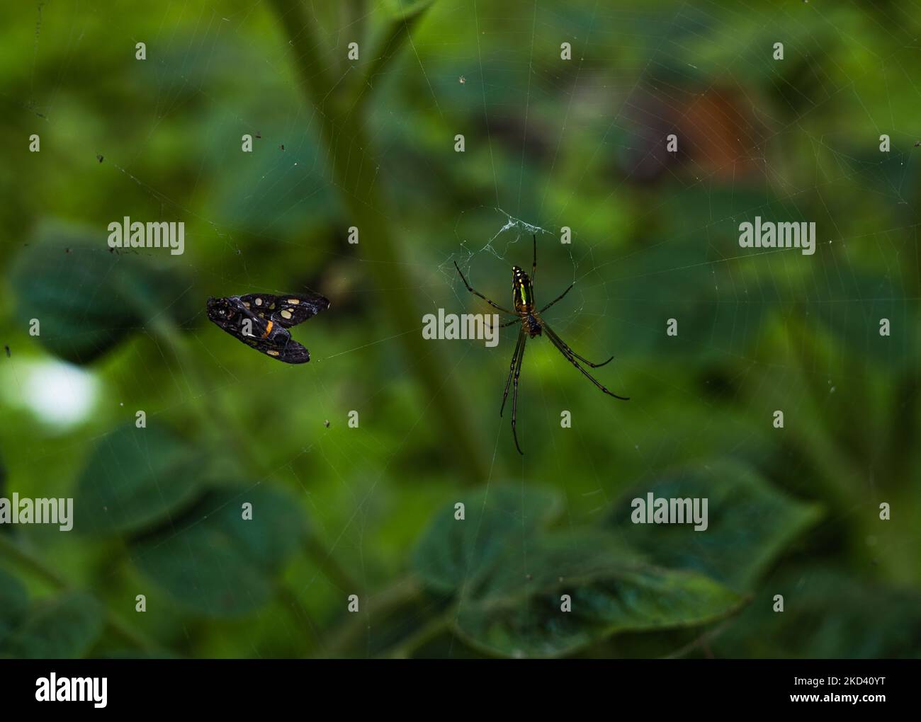 Decorative silver orb spider hi-res stock photography and images - Alamy