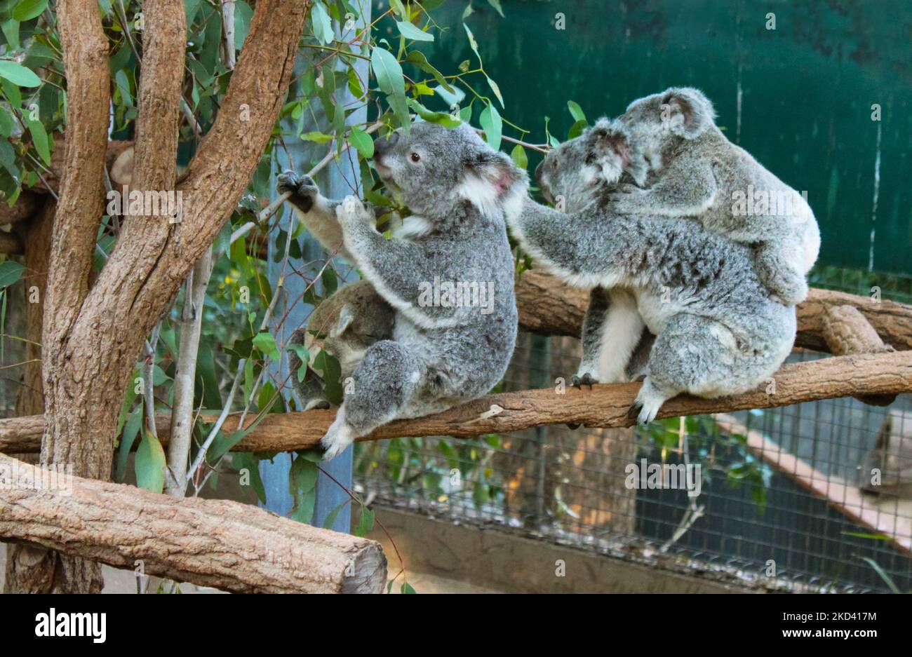 Koalas in compound eating eucalyptus leaves including mother with baby ...