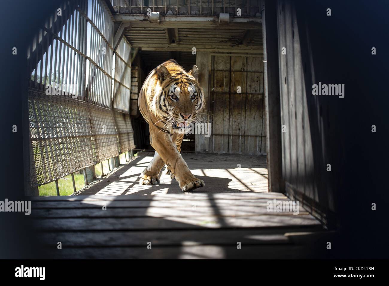 Team member of the global animal welfare organisation FOUR PAWS is ...