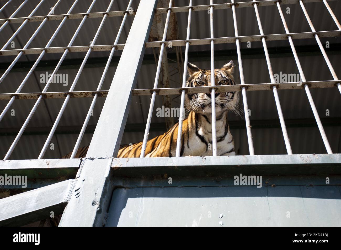 Team member of the global animal welfare organisation FOUR PAWS is ...