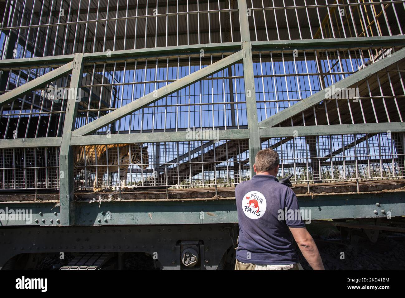 Team member of the global animal welfare organisation FOUR PAWS is ...