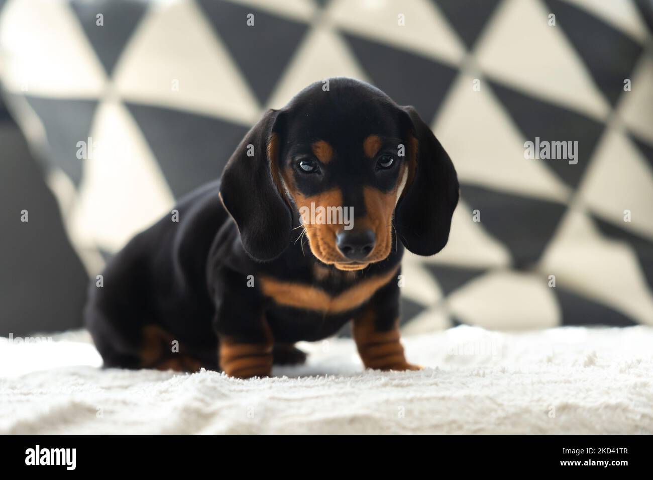 Cute small sausage dog 10 weeks old on the grey sofa indoor Stock Photo ...