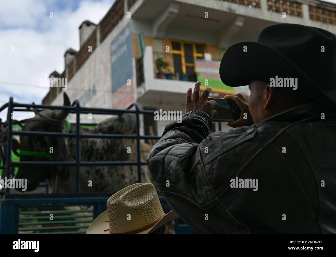 A local man takes a picture of the bull before the ceremony begins with ...