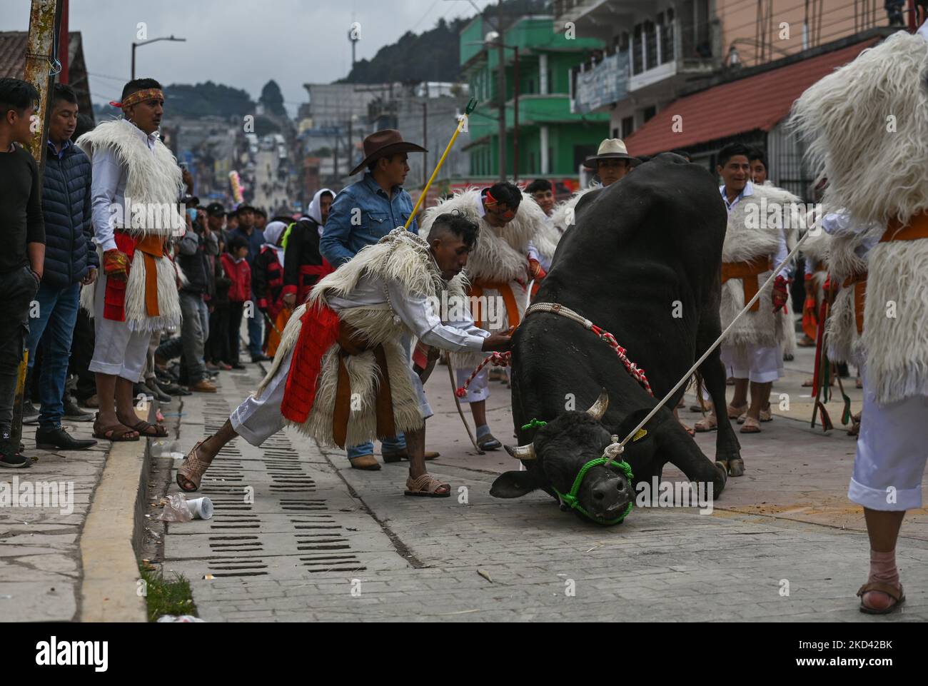 A scene of bull running through the streets of San Juan Chamula on the ...