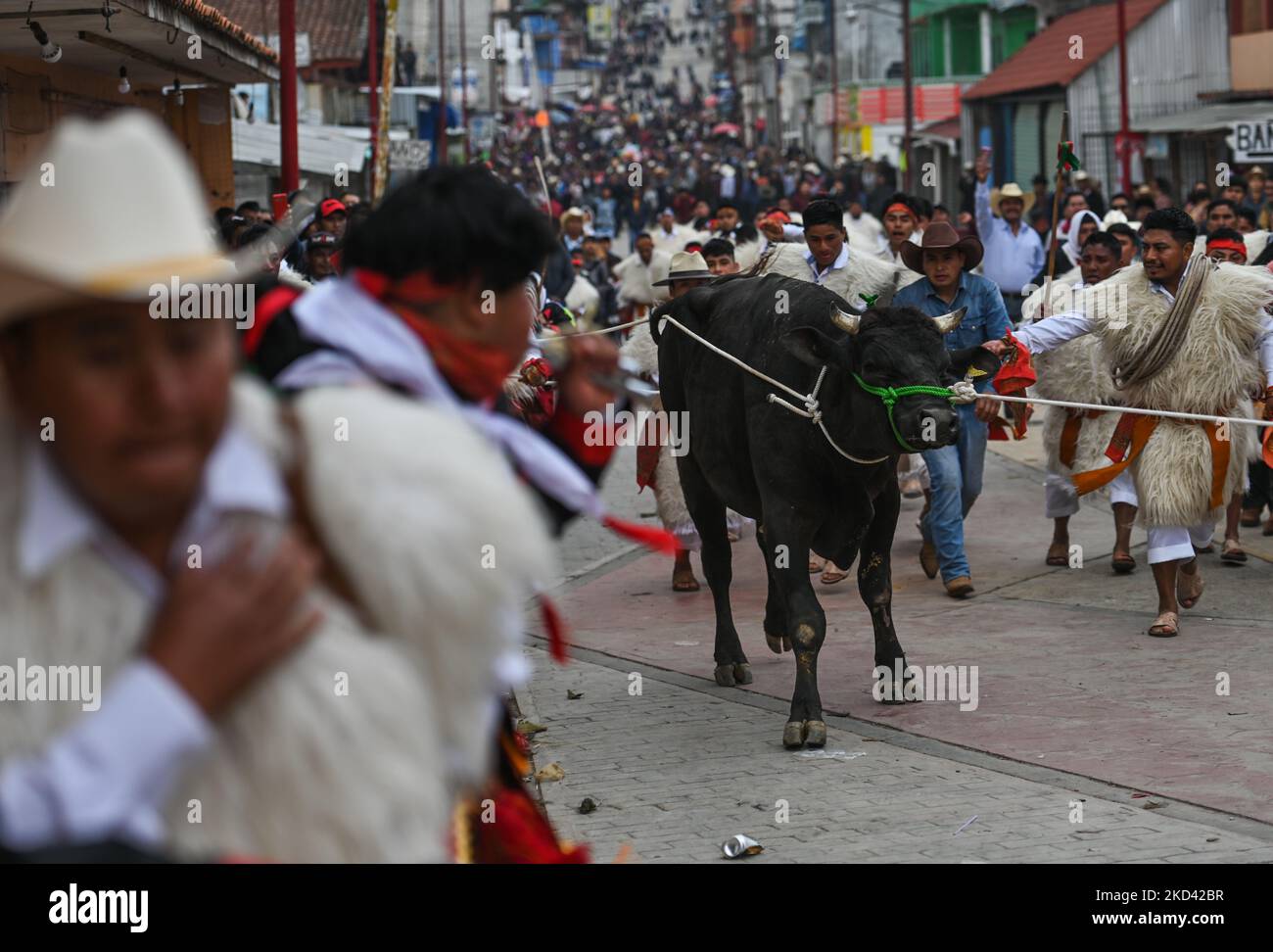 A scene of bull running through the streets of San Juan Chamula on the ...