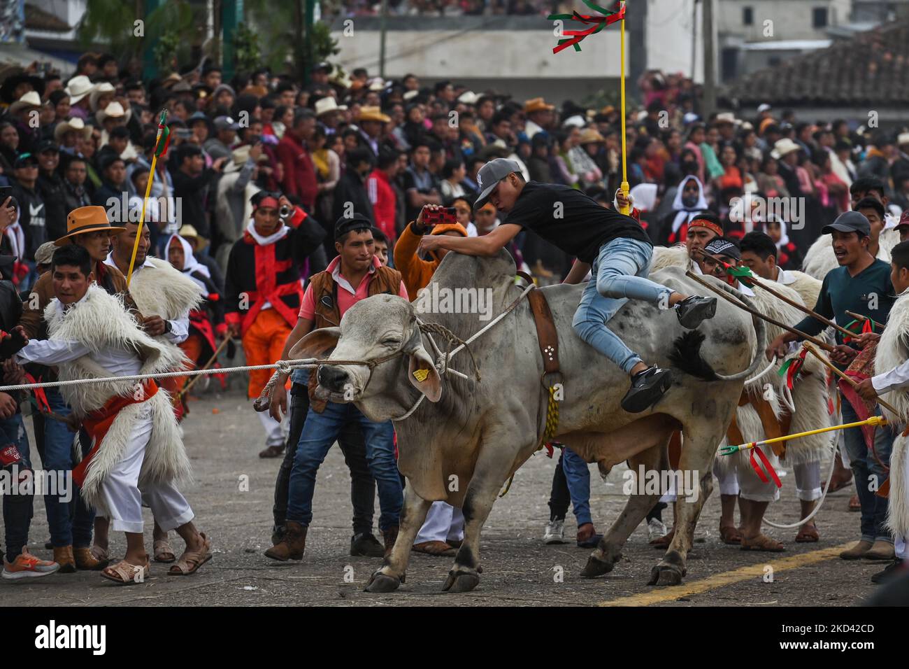 A scene of bull running through the streets of San Juan Chamula on the ...