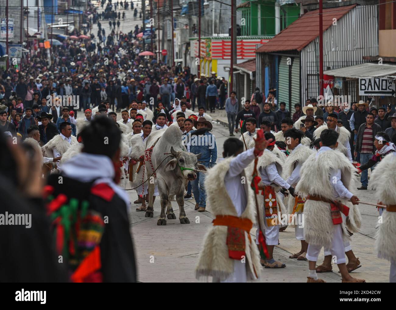 A scene of bull running through the streets of San Juan Chamula on the ...