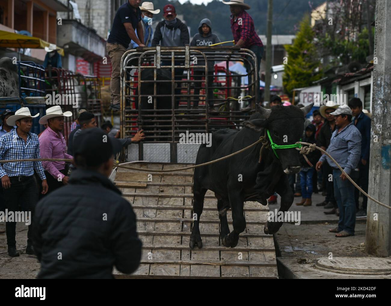 A scene of bull running through the streets of San Juan Chamula on the ...