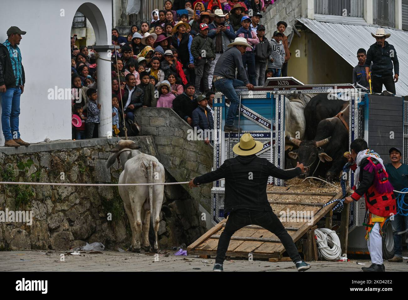 A scene of bull running through the streets of San Juan Chamula on the ...