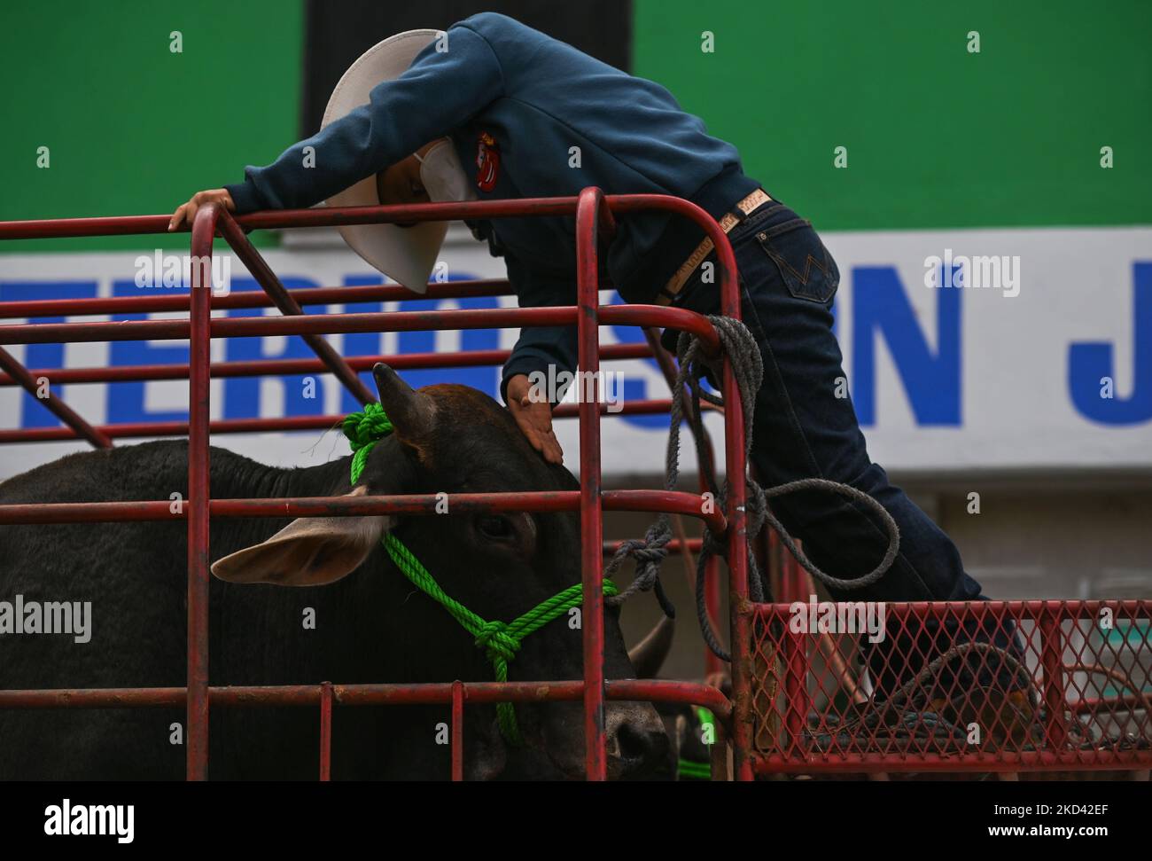 A scene of bull running through the streets of San Juan Chamula on the ...