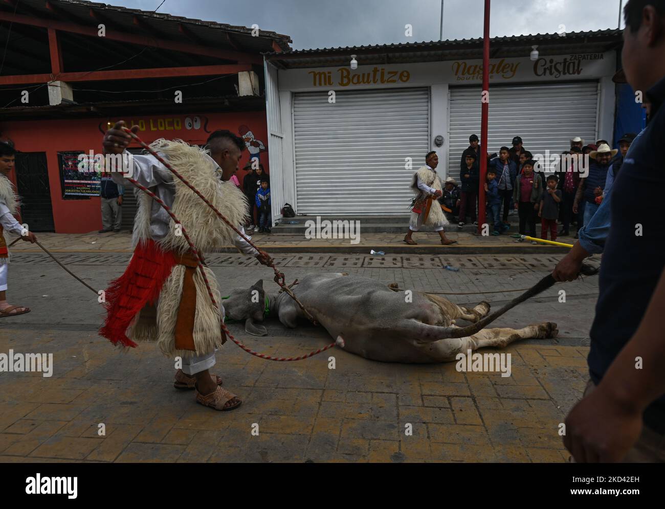 A scene of bull running through the streets of San Juan Chamula on the ...