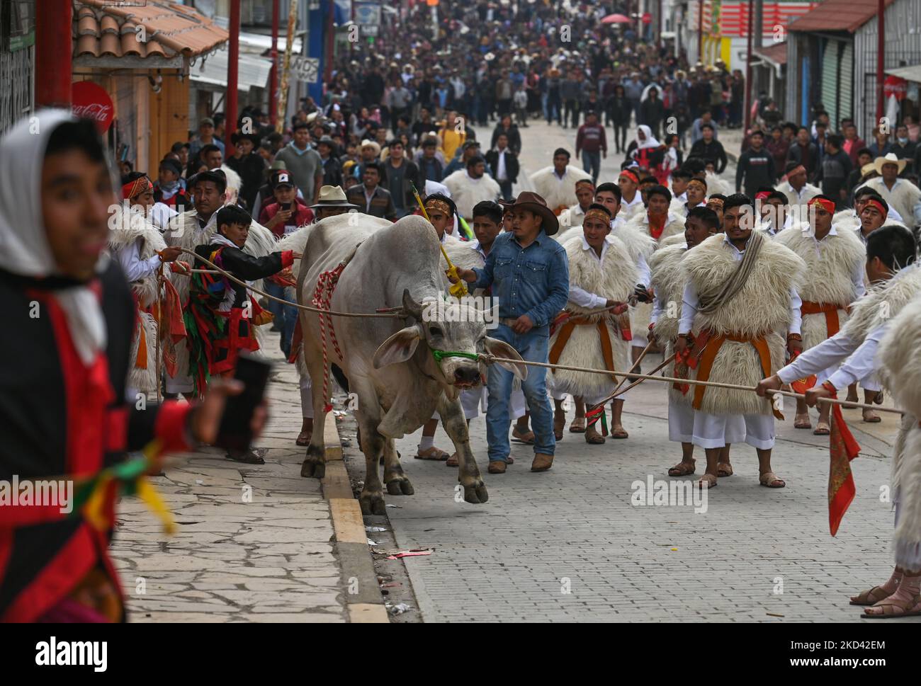 A scene of bull running through the streets of San Juan Chamula on the ...