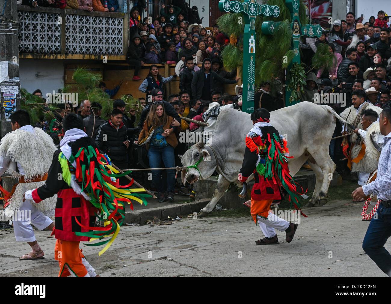 A scene of bull running through the streets of San Juan Chamula on the ...