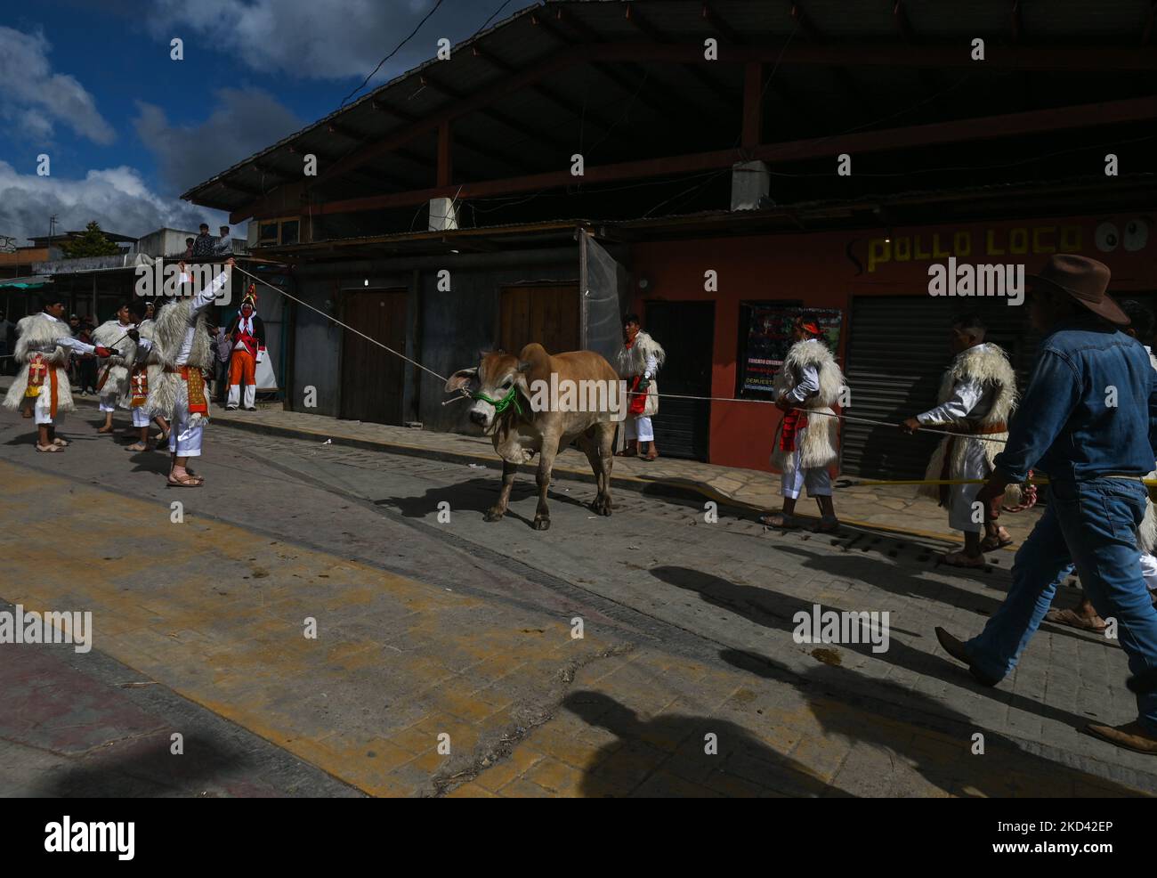 A scene of bull running through the streets of San Juan Chamula on the ...