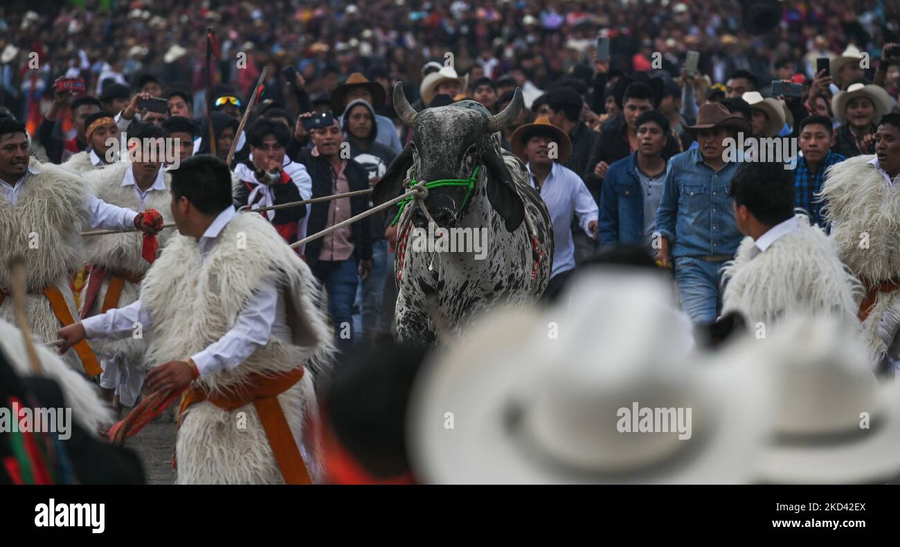 A scene of bull running through the streets of San Juan Chamula on the ...