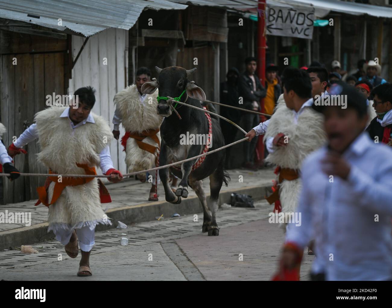 A scene of bull running through the streets of San Juan Chamula on the ...