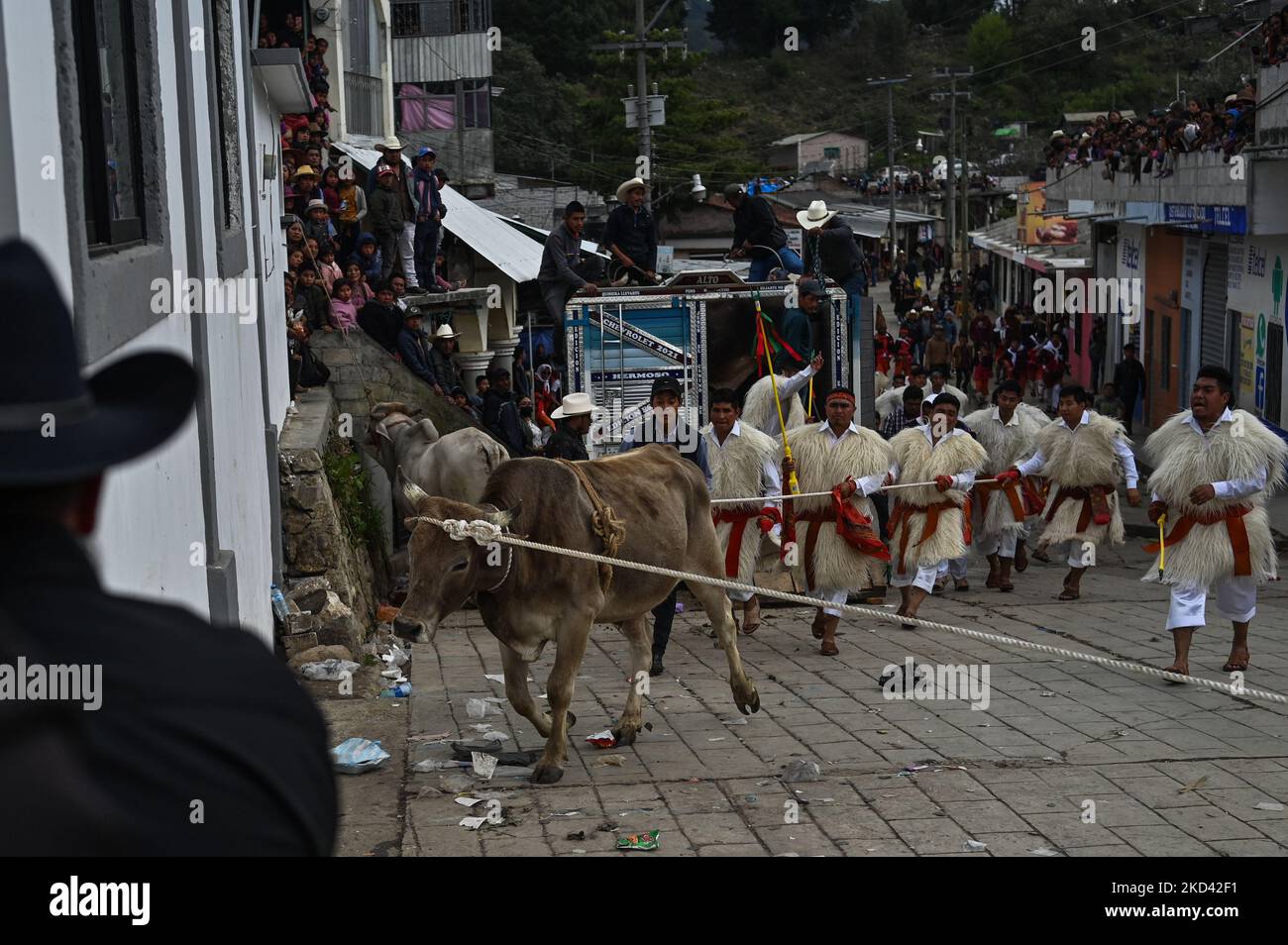 A scene of bull running through the streets of San Juan Chamula on the ...