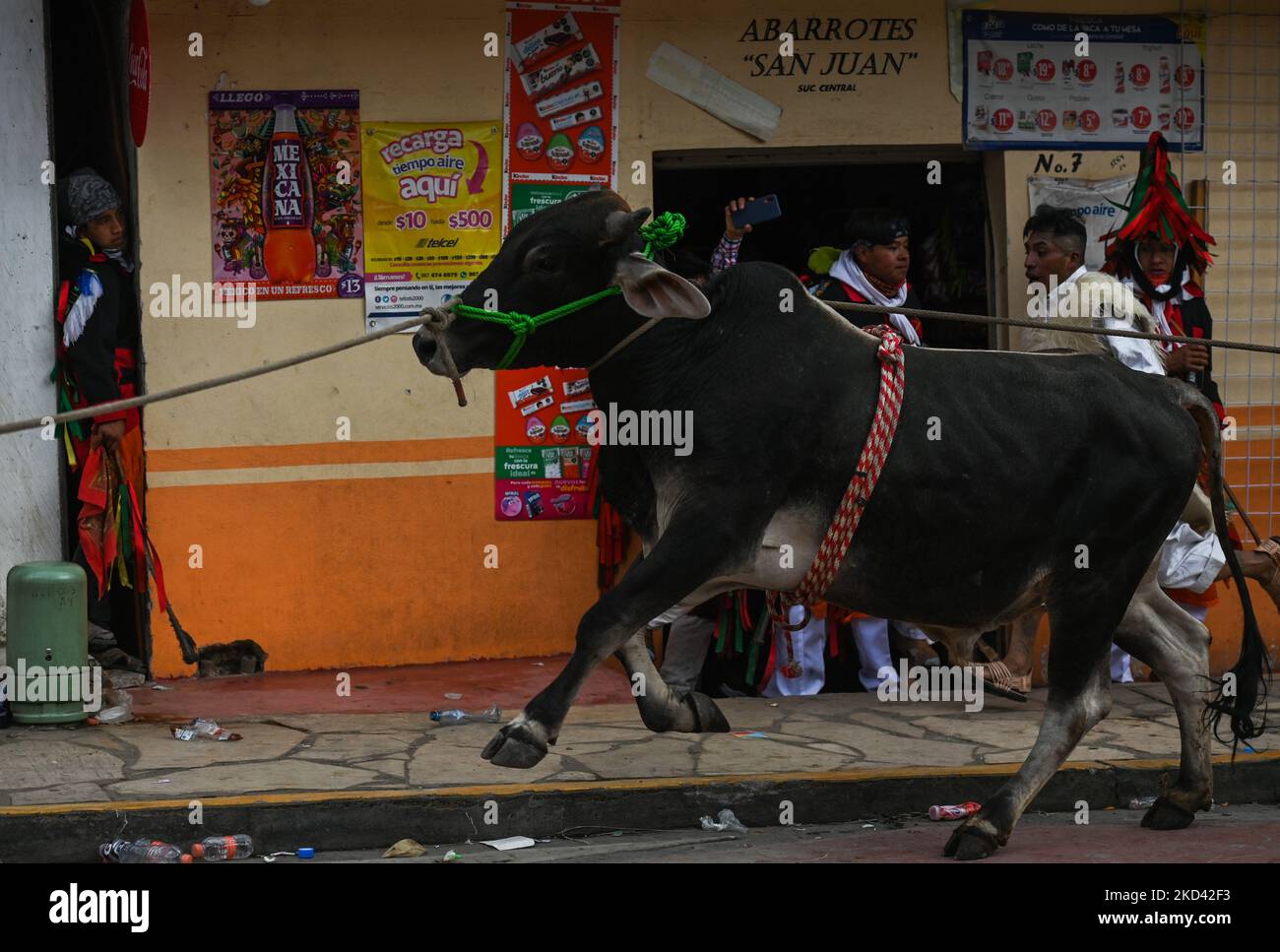 A scene of bull running through the streets of San Juan Chamula on the ...