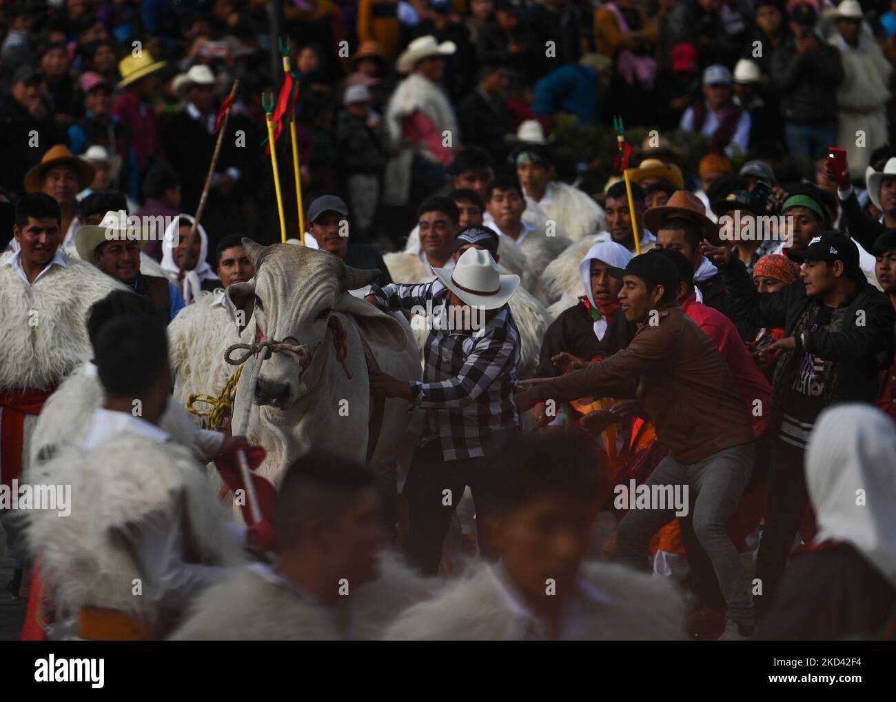 A scene of bull running through the streets of San Juan Chamula on the ...