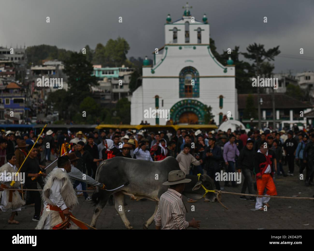 A scene of bull running through the streets of San Juan Chamula on the ...
