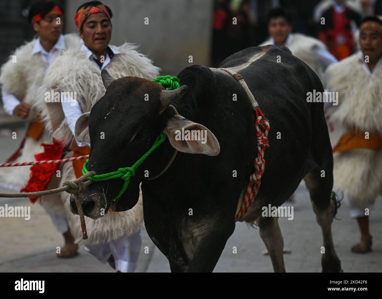 A scene of bull running through the streets of San Juan Chamula on the ...