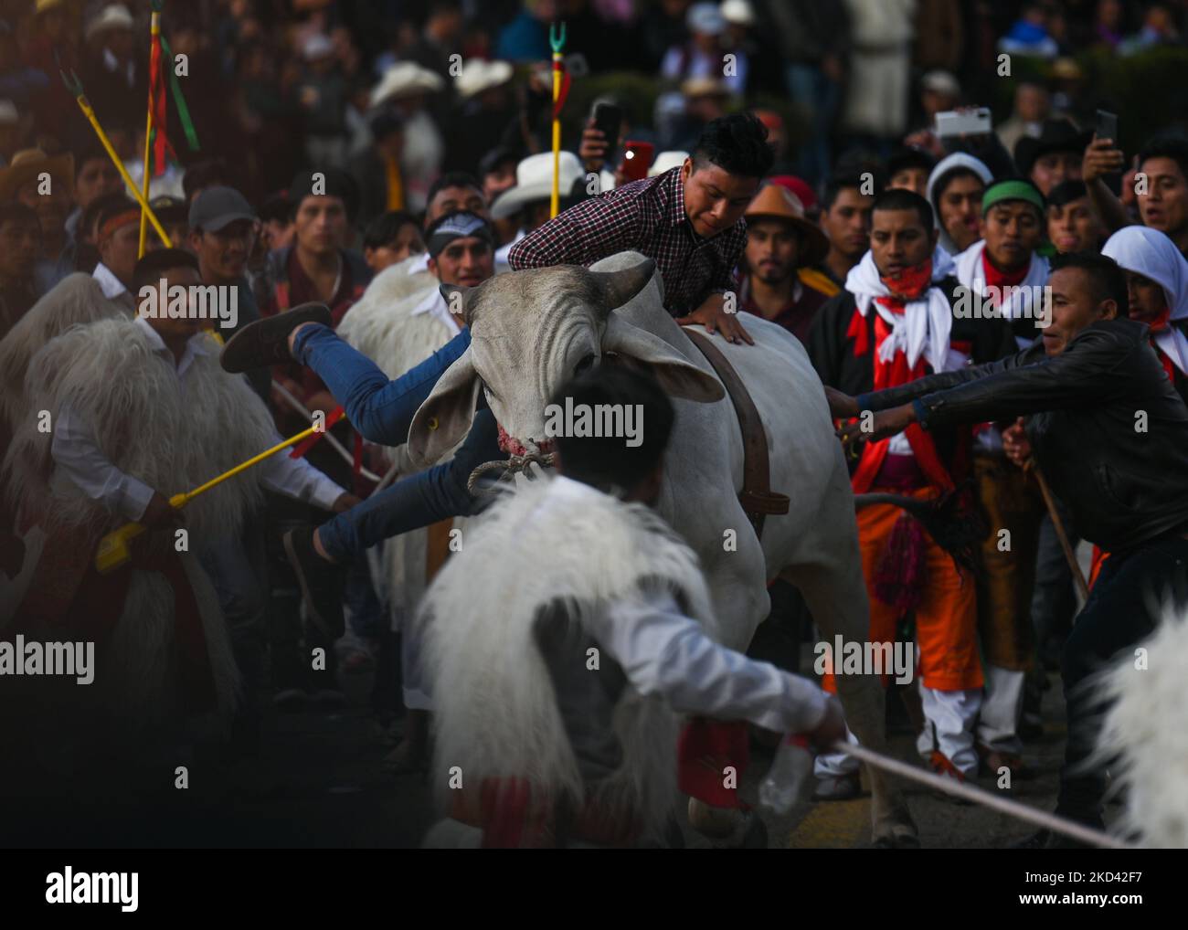 A scene of bull running through the streets of San Juan Chamula on the ...