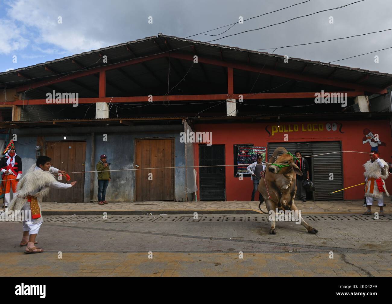 A scene of bull running through the streets of San Juan Chamula on the ...