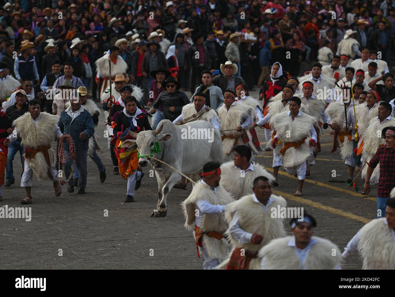 A scene of bull running through the streets of San Juan Chamula on the ...