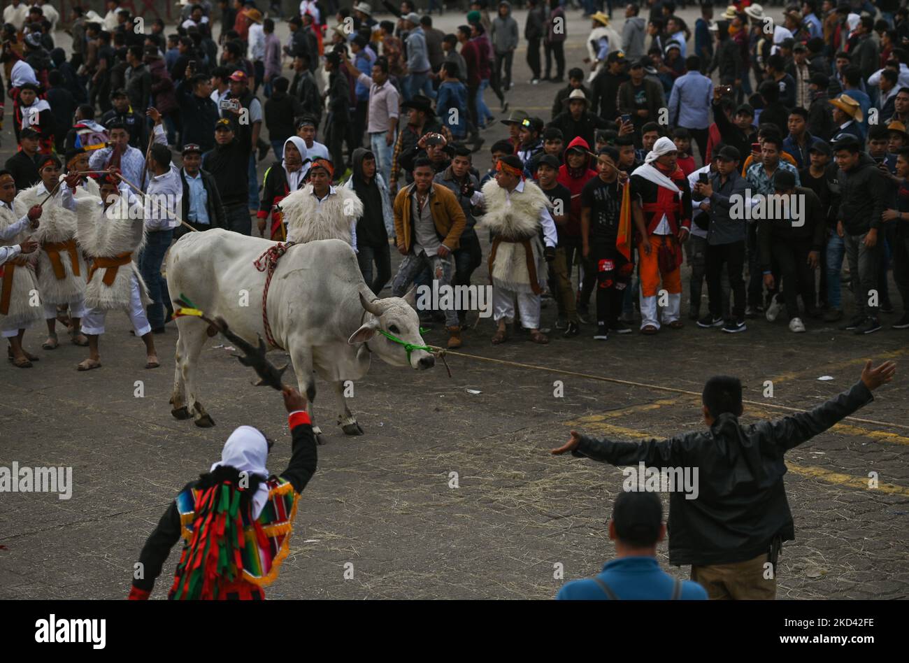 A scene of bull running through the streets of San Juan Chamula on the ...