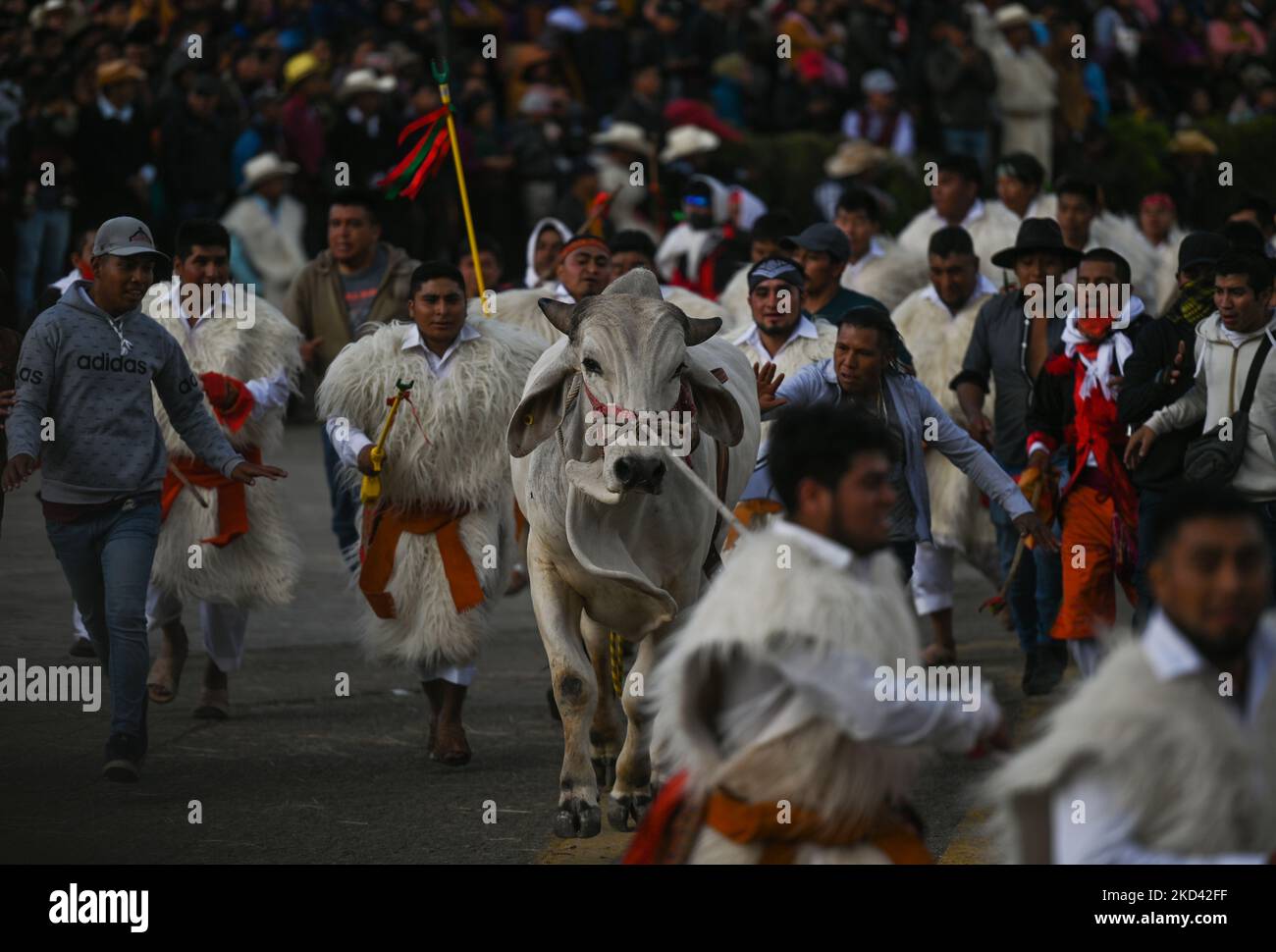 A scene of bull running through the streets of San Juan Chamula on the ...