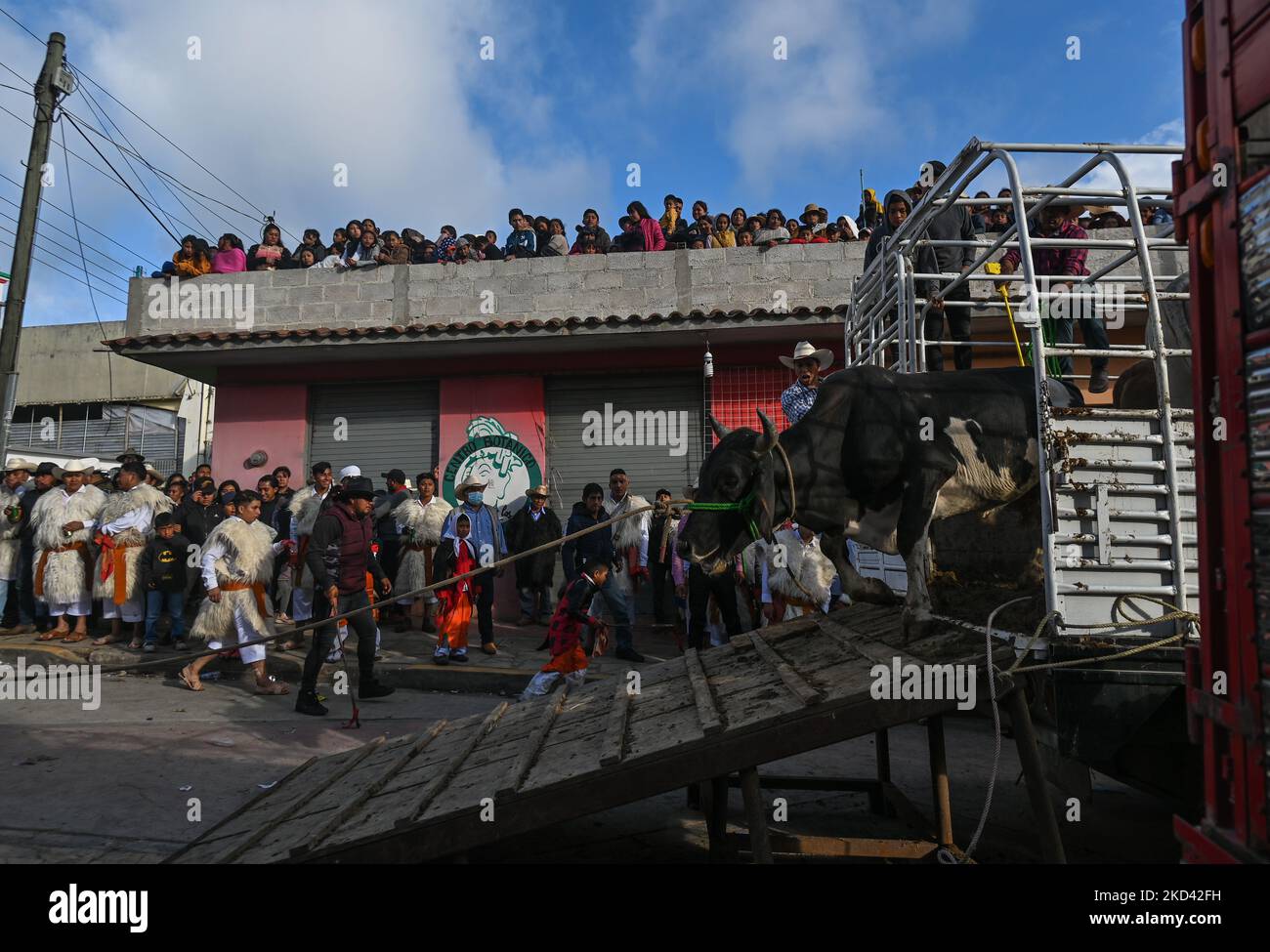 A scene of bull running through the streets of San Juan Chamula on the ...