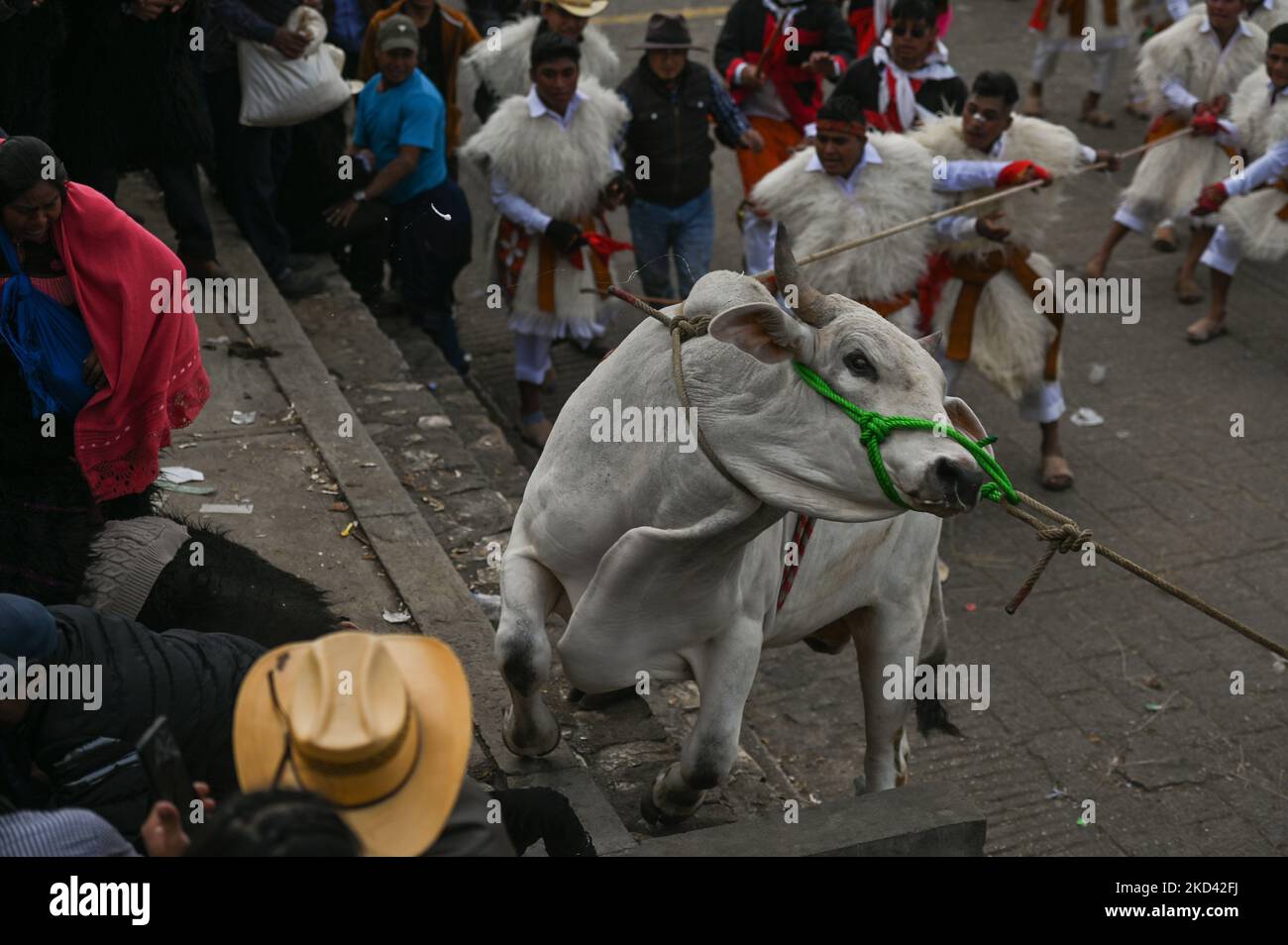 A scene of bull running through the streets of San Juan Chamula on the ...