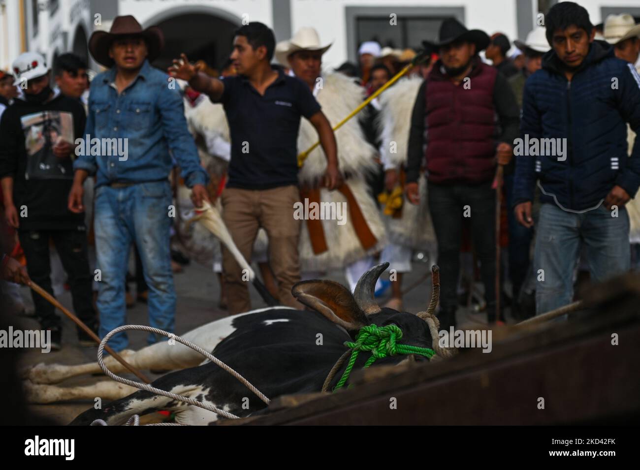 A scene of bull running through the streets of San Juan Chamula on the ...