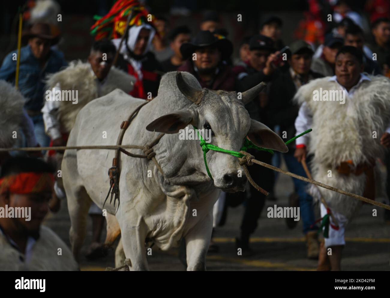 A scene of bull running through the streets of San Juan Chamula on the ...