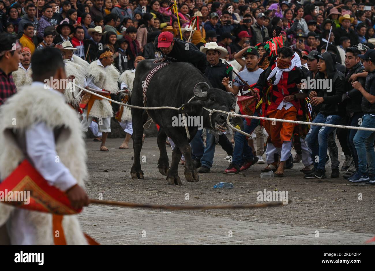 A scene of bull running through the streets of San Juan Chamula on the ...