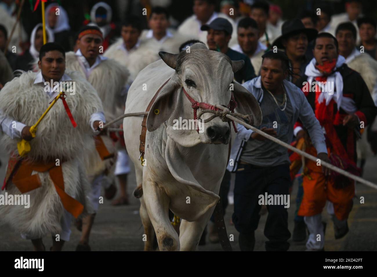 A scene of bull running through the streets of San Juan Chamula on the ...