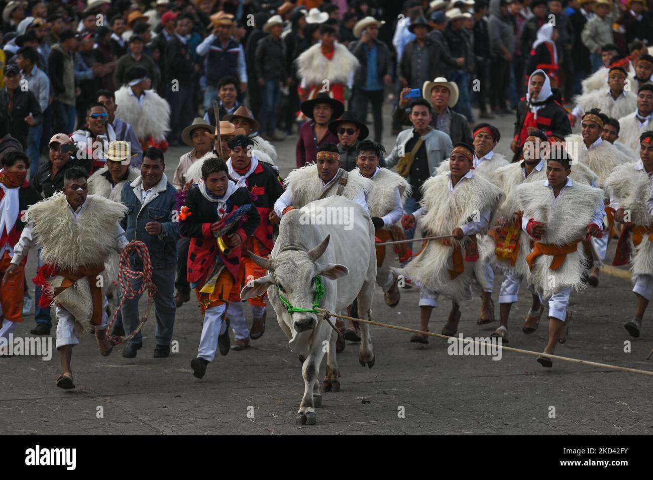 A scene of bull running through the streets of San Juan Chamula on the ...